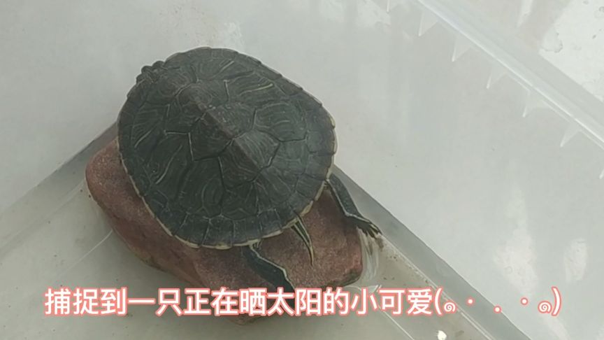 扑捉到一只正在晒太阳的小可爱(๑• . •๑)介绍小乌龟生活习性