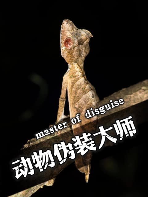 不是简直一模一样