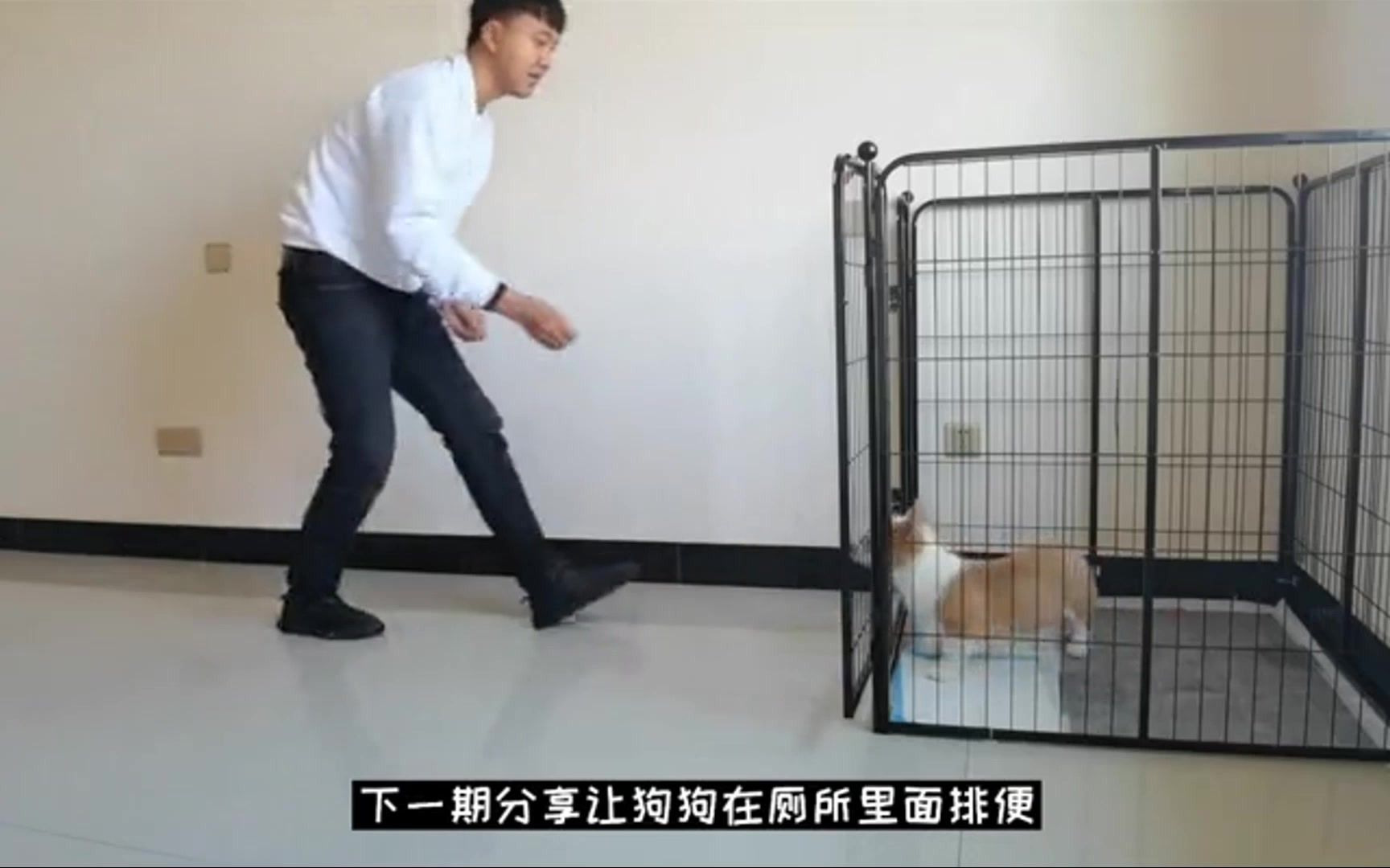 柯基到处拉屎怎么训练 柯基怎么训练大小便视频