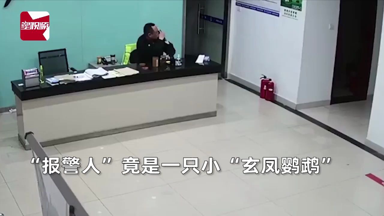 迷路鹦鹉找不到家,竟飞到派出所“报警”,背后原因令人佩服