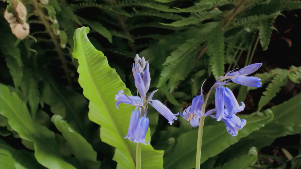Kew Gardens,英国皇家植物园,植物界的大英博物馆