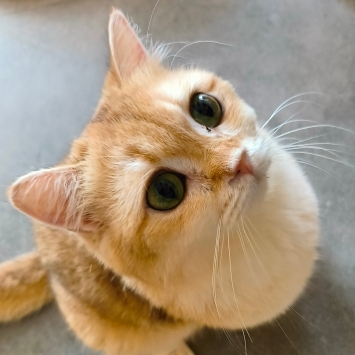 延陵季扎 