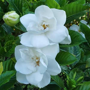 情感片段剪辑师 