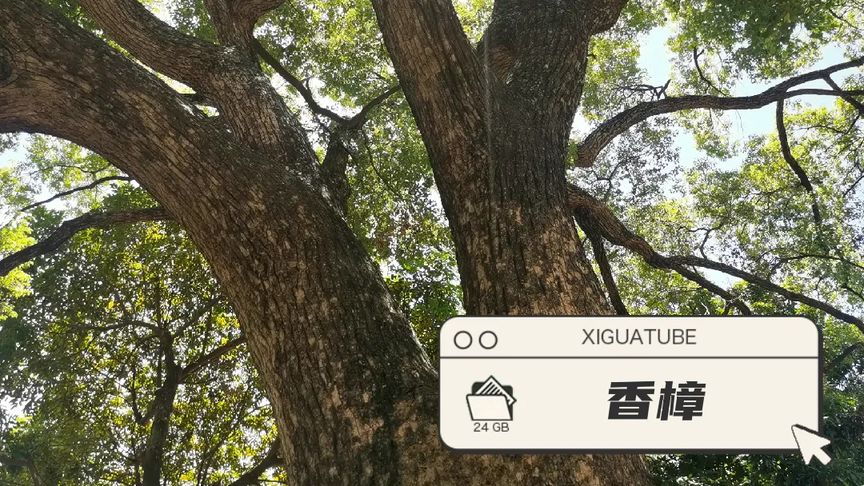 名贵药材香樟树!它的根、皮、果、叶对健康也有着贡献!