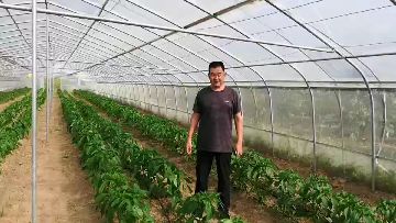 老蒋讲种植:秋大棚辣椒怎么管理?