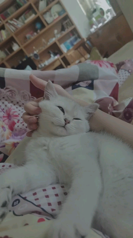 小猫咪的wink太可爱了啊啊啊啊啊o(*////▽////*)q