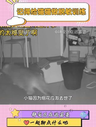快过年了记得给小猫做好脱敏训练 #猫咪 #脱敏训练 #大数据推荐给有.
