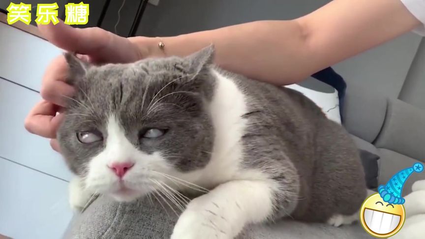 猫的耳朵真的有这么敏感吗?