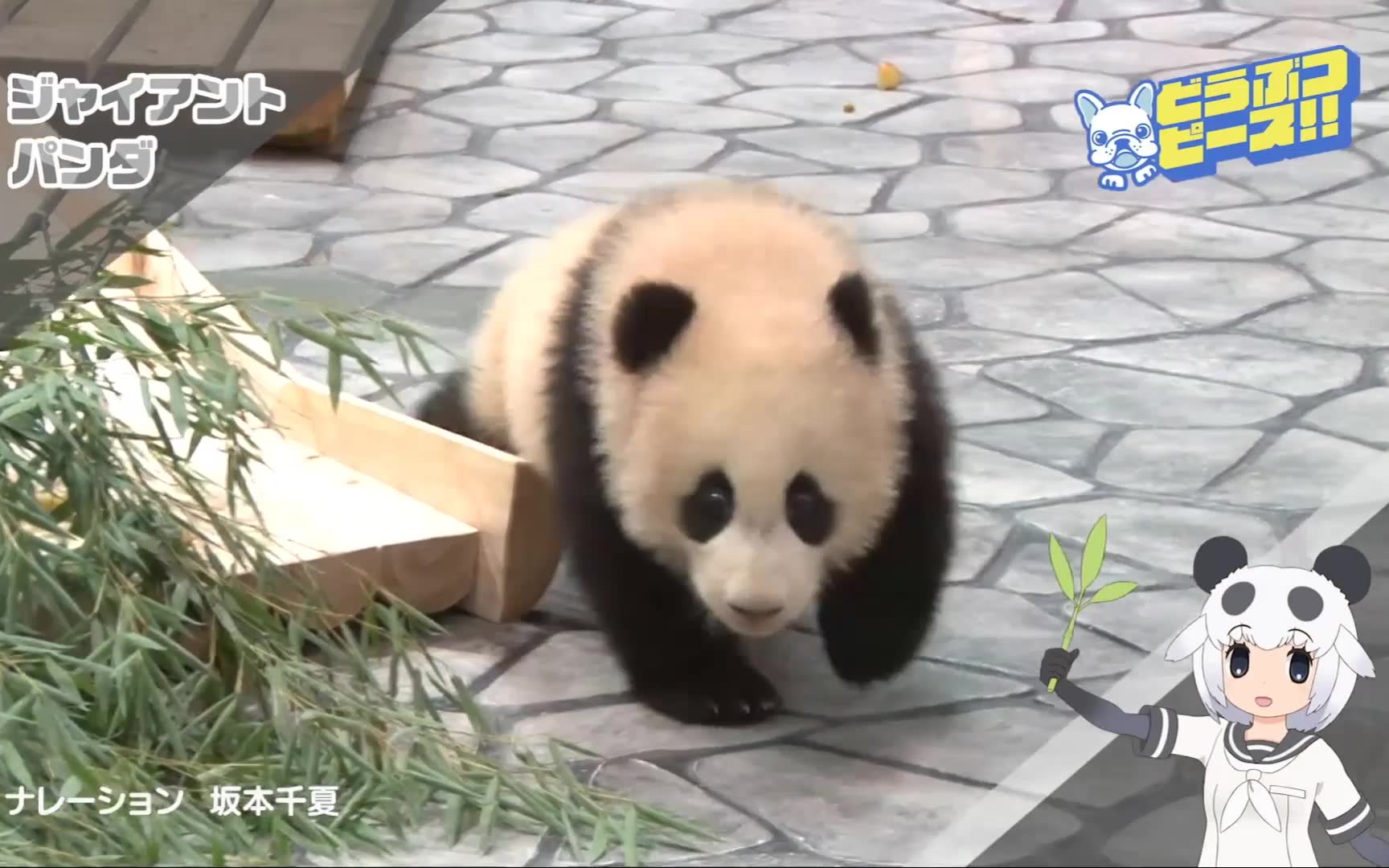 TV动画 兽娘动物园2 动物介绍部分 大熊猫+小熊猫 (生肉)