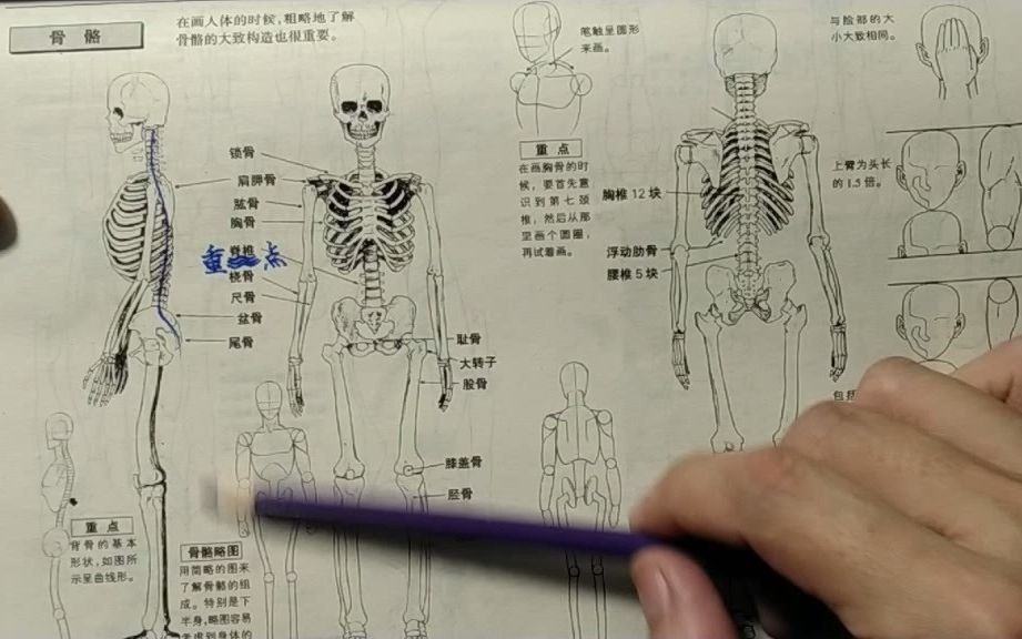 经典漫画教材解读0043 一起来了解骨骼的分布和结构