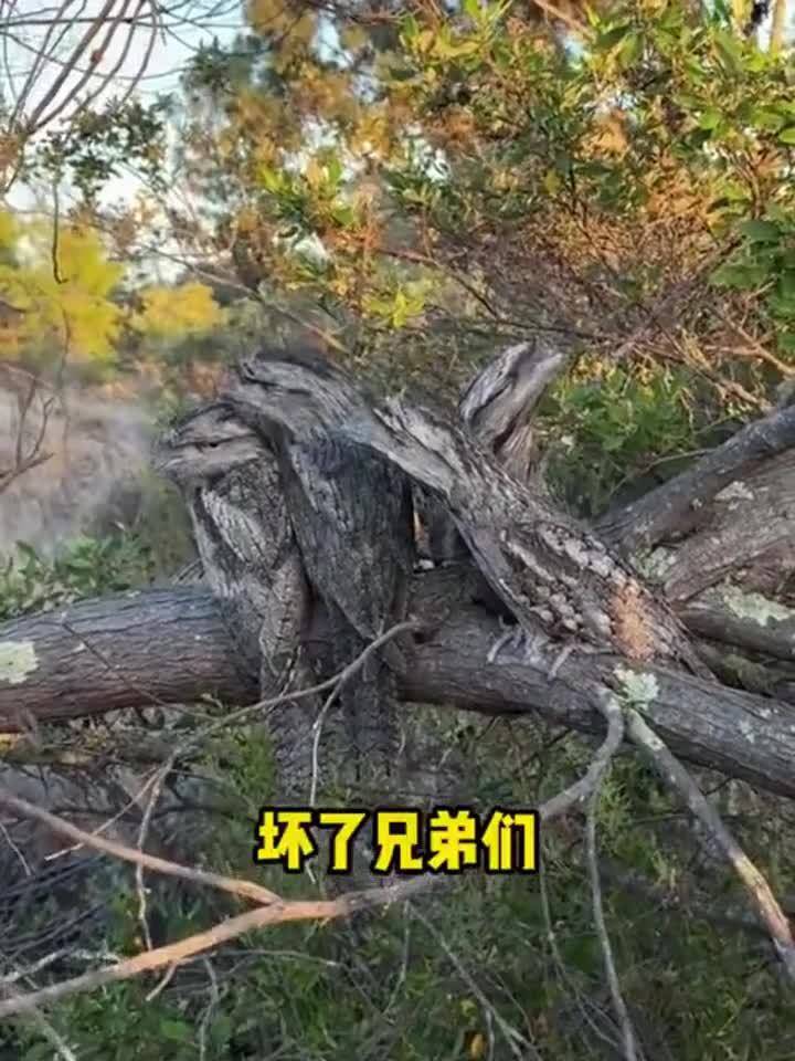 动物界!鸟中伪装大师超会演,乍看还以为是树桩子