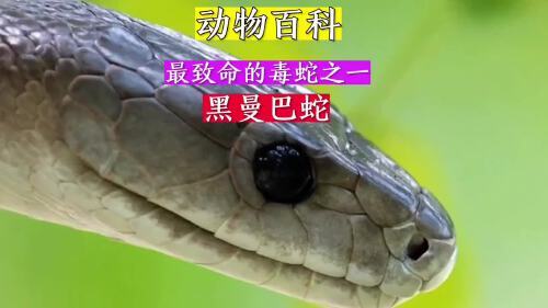 动物百科:全世界最致命的毒蛇之一"黑曼巴蛇"
