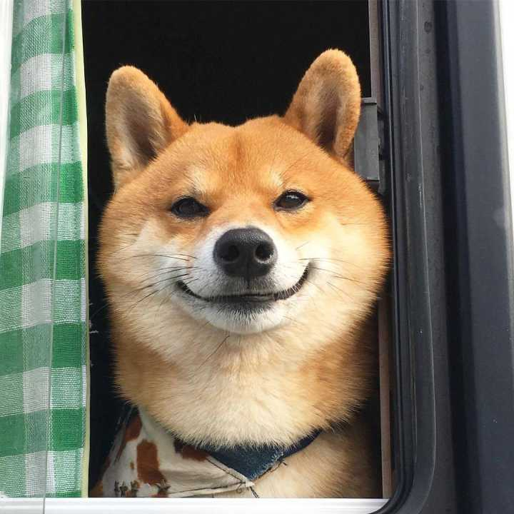 看飞鱼