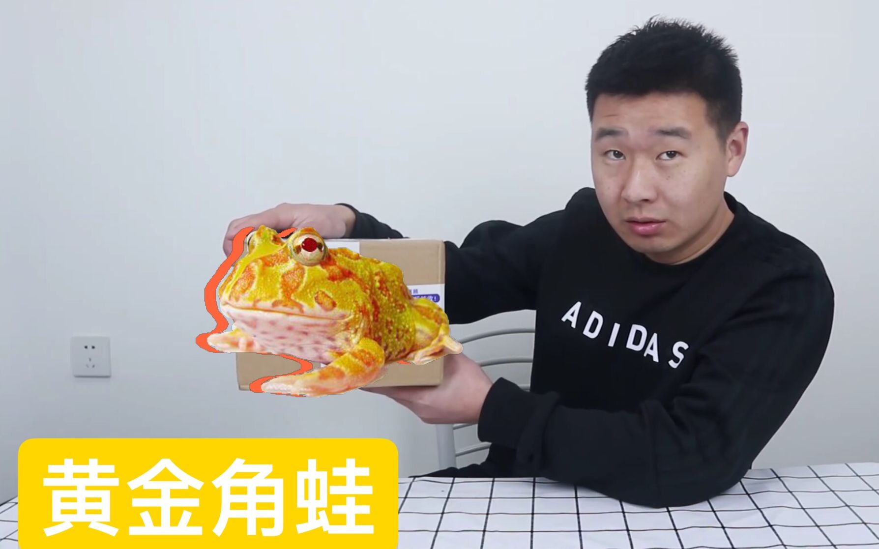 黄金角蛙开箱:买了1只很可爱的角蛙,这宠物会咬人吗