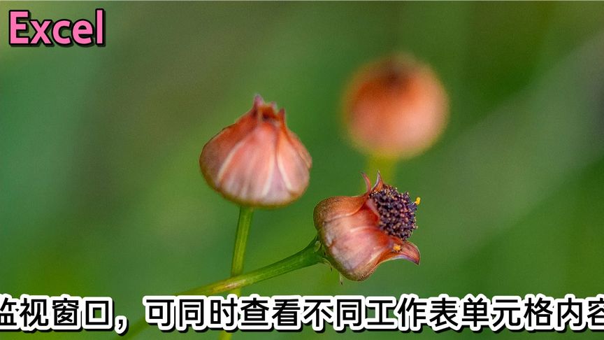 Excel基础(67):监视窗口,可同时查看不同工作表指定单元