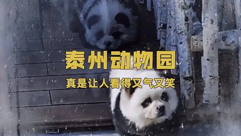 没想到动物也有拼多多版本的
