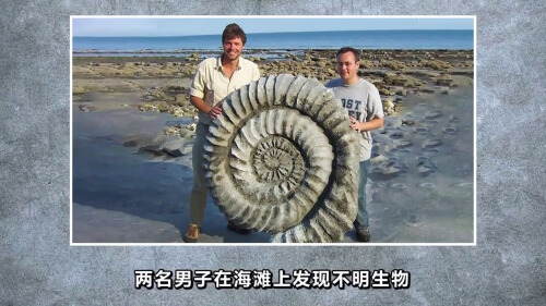 男子野外发现巨型不明生物,样子有点像蜗牛,专家说这是史前动物