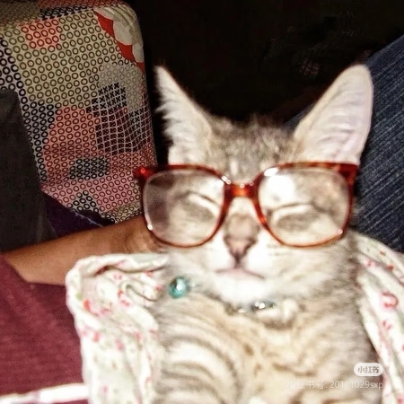 一条柳叶鱼啦啦啦 