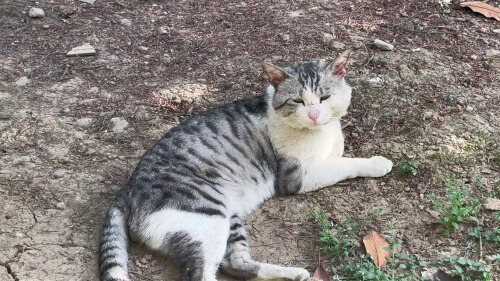 谁把我家猫的定位器卸走了!!#猫 #流浪猫
