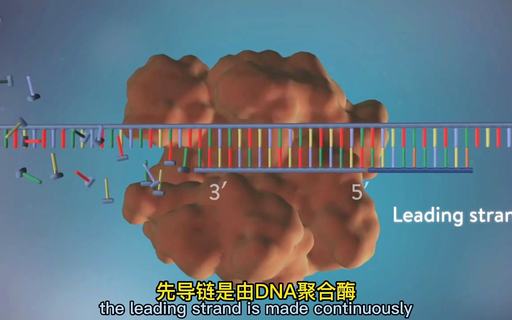 DNA复制如何进行的?DNA聚合酶是如何与引物结合的?