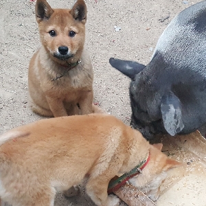 乡村梦俊美食 