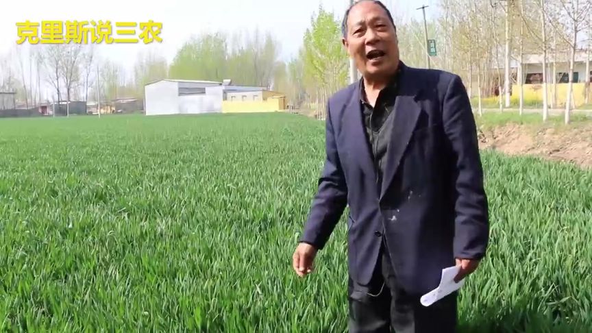 小麦的种植 小麦的分布 小麦的生长环境