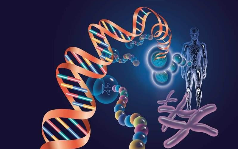 用HTML网页排版的方式记录学过的知识。大学生活–遗传学篇