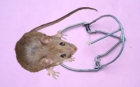 【油管搬运】教你用钢丝做个捕鼠夹