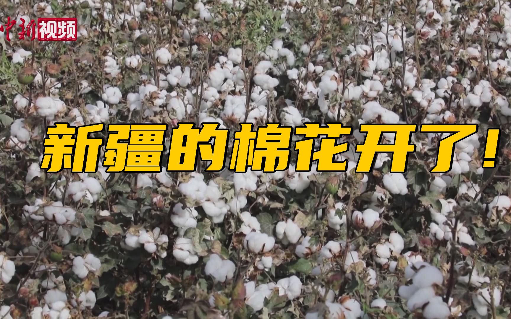 新疆的棉花开了