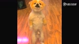 家里的狗狗突然直立行走