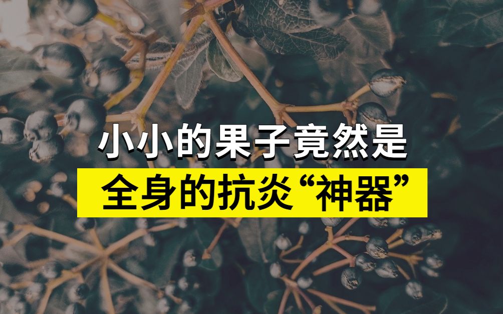 蓝莓之所以贵,原来是因为…