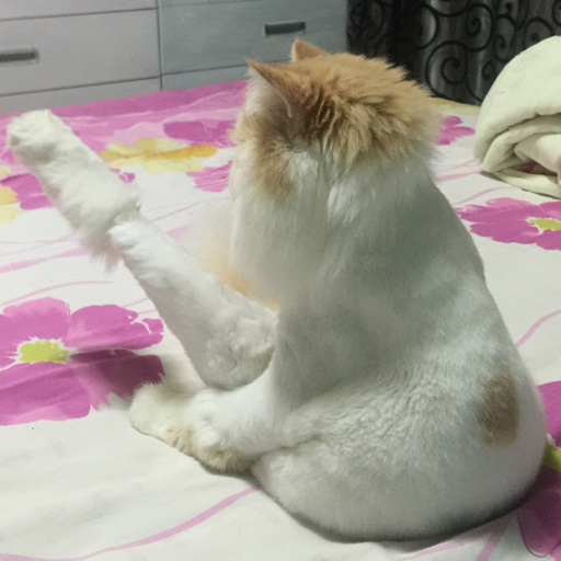 柒勺蜜糖 