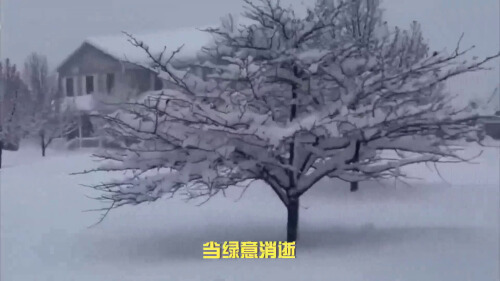 假如地球上的森林面积增加1倍,会发生什么?人类将难以承受后果