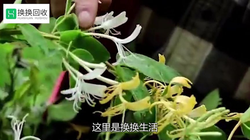 金银花被称为“夏天第一花”!但是它的禁忌你都知道多少呢?