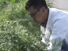 艾绒制作方法-北京澧泉养生刘子瀛大夫