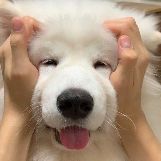 鱼堡大叔 