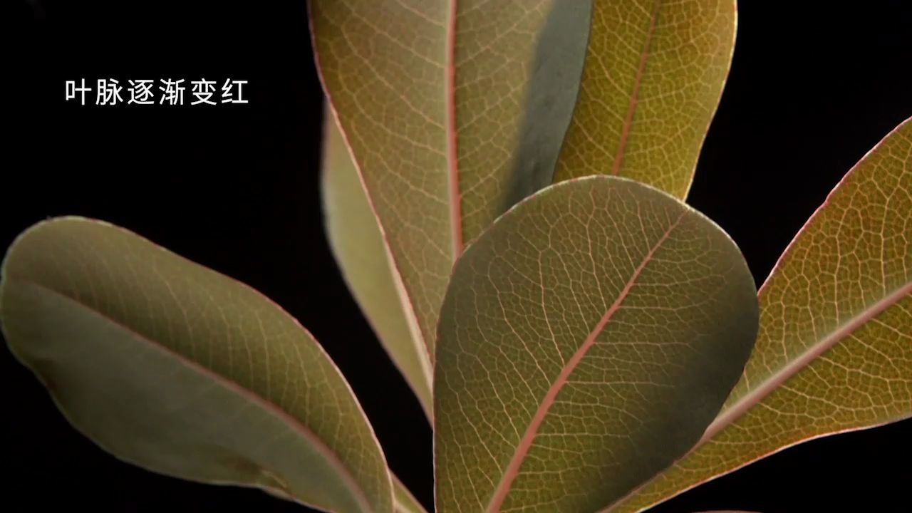 【生物】水分在茎内的运输