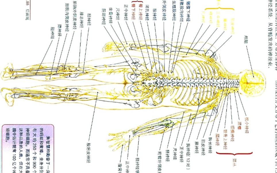 神经丛汇总:周围神经丛+中枢神经系统+颅腔和脊柱