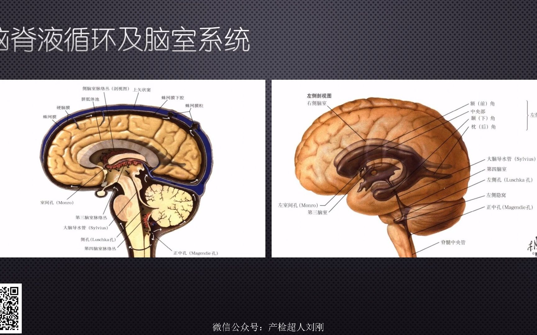 神经系统公开课:二、脑脊液循环和颅内特殊结构