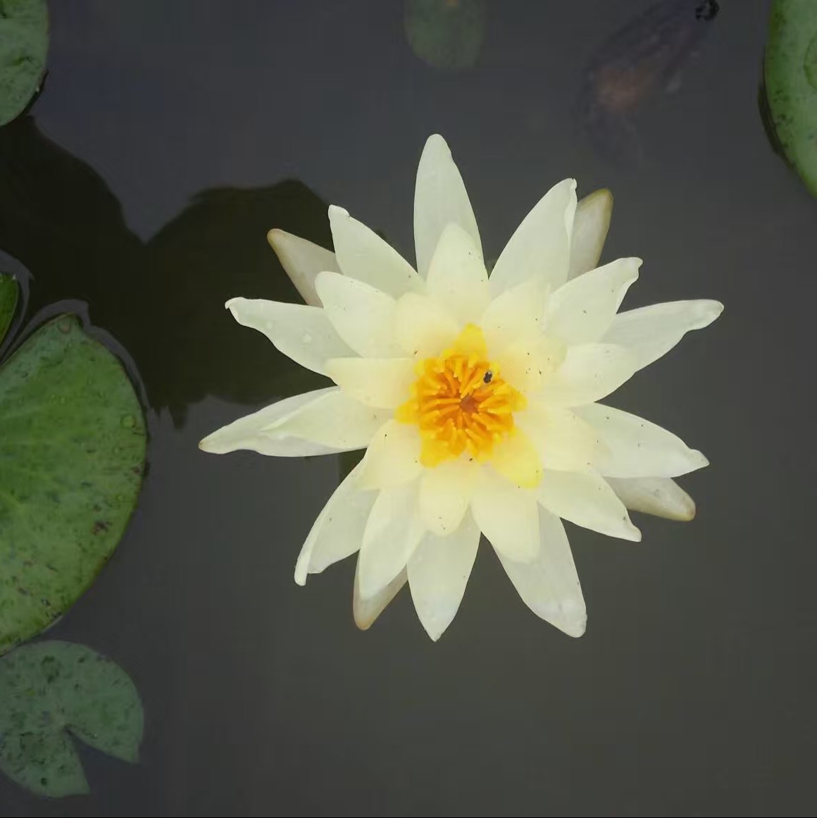 灵山塔同修 