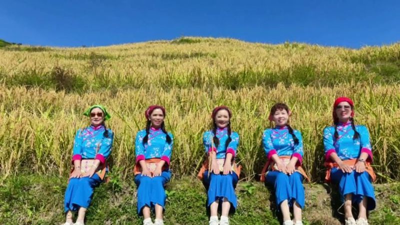 收割稻子? 稻田风光美如画 丰收的季节 田间地头走一走