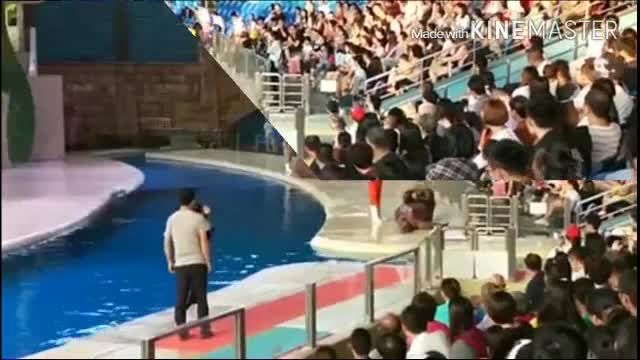珠海长隆海洋王国游乐场[海狮剧场]