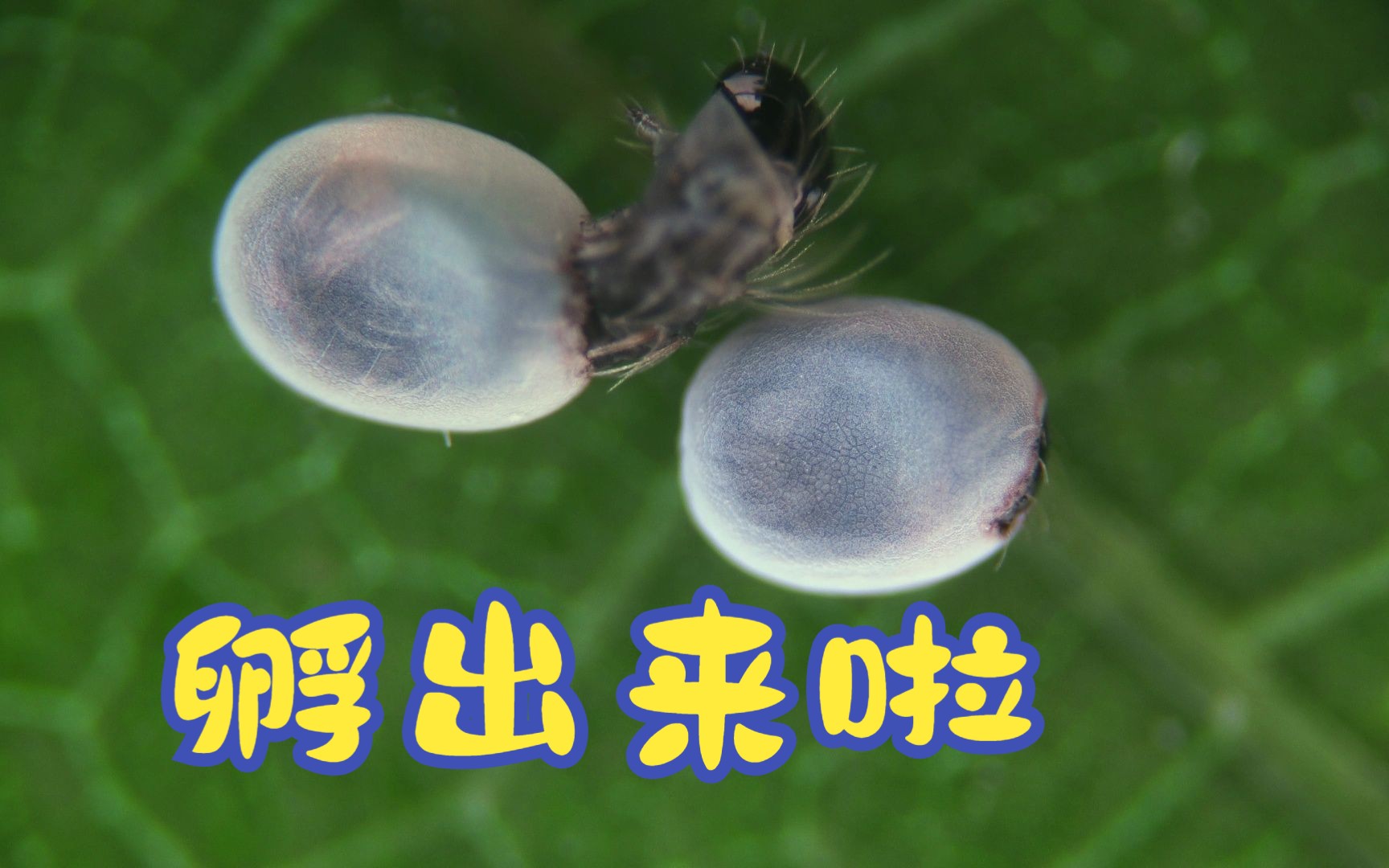 蚕宝宝从蚕卵中孵化,显微镜4倍放大1.5倍速。