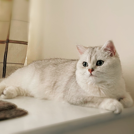 gus-fnnn 