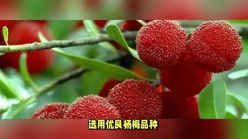 怎么栽培杨梅能优质高产有什么好的技术该如何优质栽培杨梅