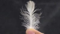 怎么分辨羽绒服以次充好?专业人士揭秘