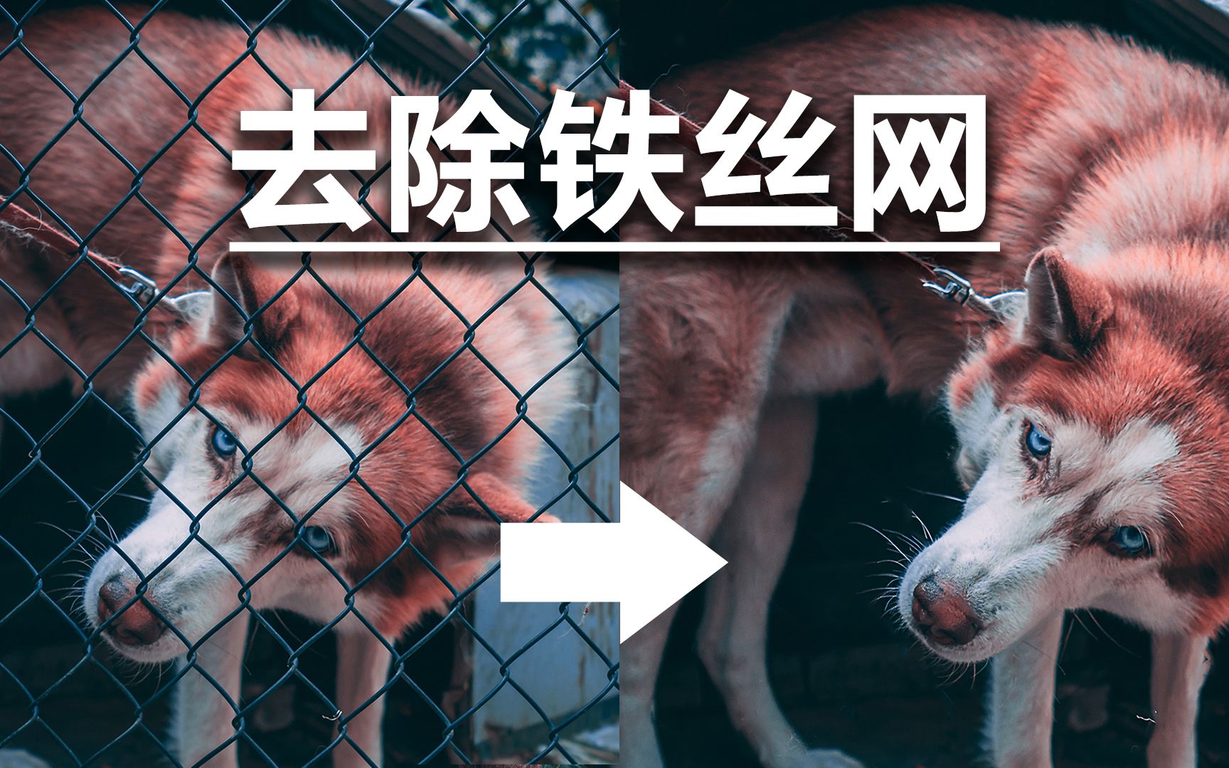 ps教程,去除铁丝网格,讲解详细,录制不易,老铁顺手给个赞吧! #ps #PS...