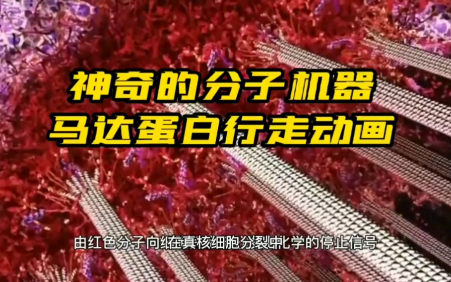 神奇的分子机器马达蛋白行走动画