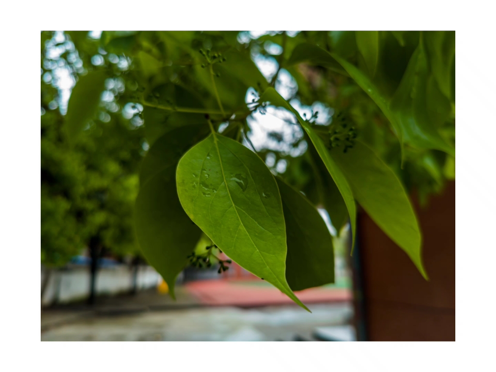 一加9PRO 哈苏专业模式的正确使用方式RAW+lightroom调色