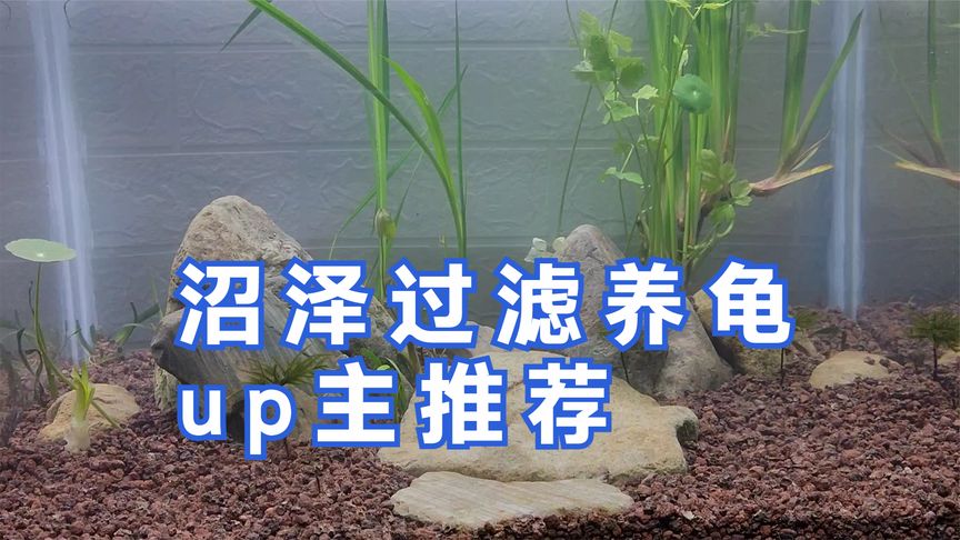养乌龟用哪种过滤好?沼泽过滤是首选,沼泽植物过滤养龟up主推荐